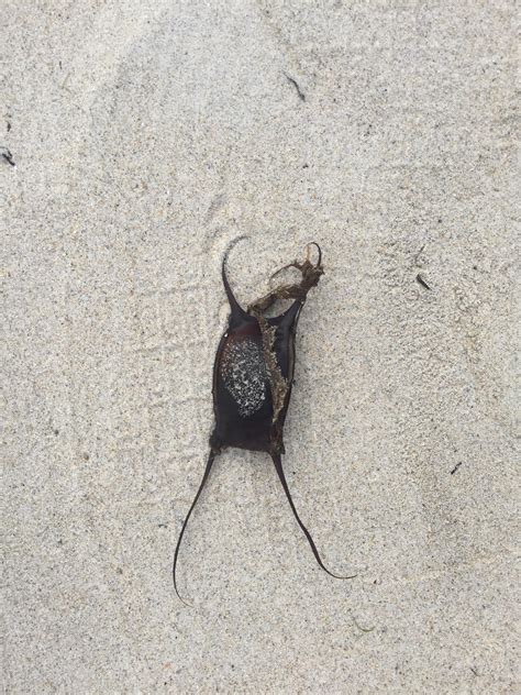 I Think I Found A Shark Egg Sack On A Beach In Maine Rmildlyinteresting