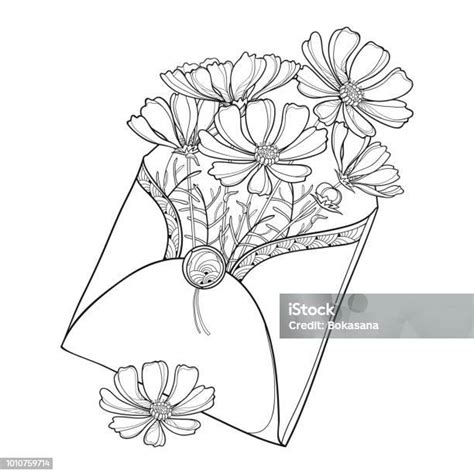 向量花束與輪廓宇宙或 Cosmea 花束 華麗的葉子和芽在開放工藝信封隔絕在白色背景向量圖形及更多信封圖片 信封 剪裁圖 圖畫