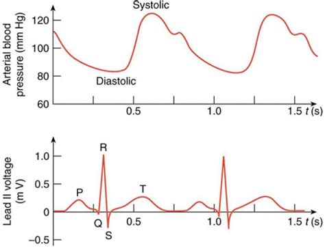 Nerve Impulse Graph