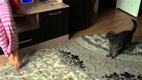 Вислоухая Шотландка Youtube