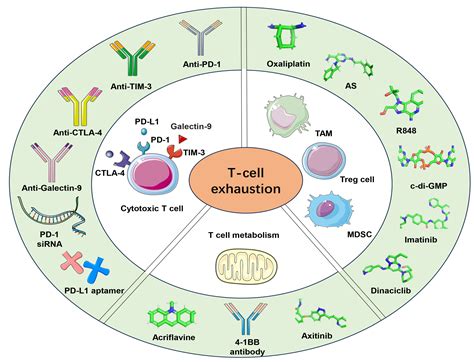 Nanoparticle Based Immunotherapy For Reversing T Cell Exhaustion