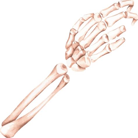 Esqueleto De La Mano Ilustración Acuarela Vector Premium