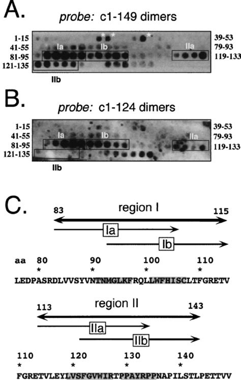 Pepscan Analysis Of Homologous Interactions A Dimeric Protein C1149