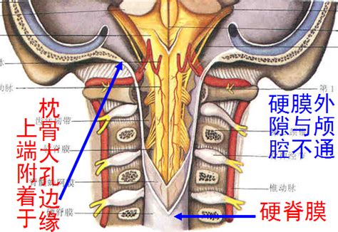 超详细脊柱椎管解剖（高清大图），经典珍藏版！ 好医术文章 好医术 赋能医生守护生命