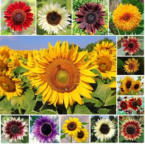 Sunflower Colors Natural