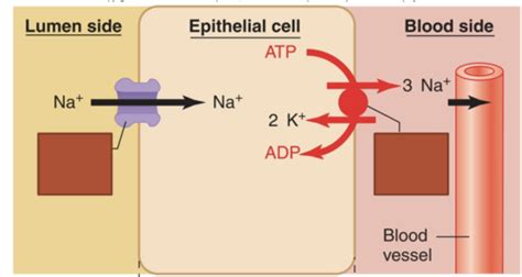 Phys Chapter 4 Flashcards Quizlet