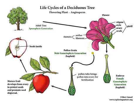 Life Cycle Of A Deciduous Tree