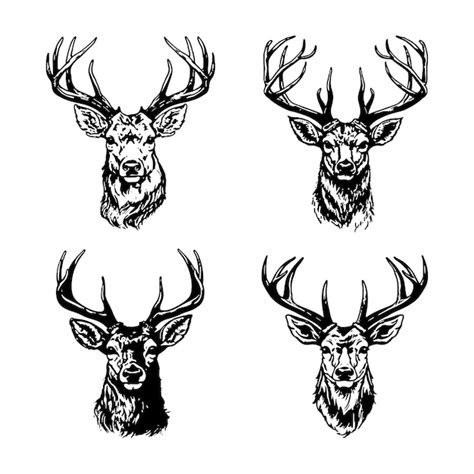Premium Vector Deer Hand Drawn Vector In White Background