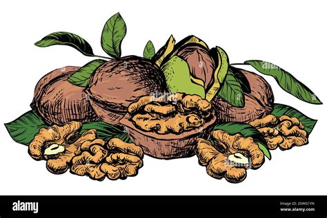 Hand Drawn Sketch Vector Illustration Of Walnuts Composition Of Open