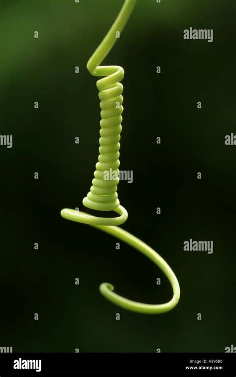 Passion Flower Passiflora Sp Tendril Used To Climb Up Other Plants To