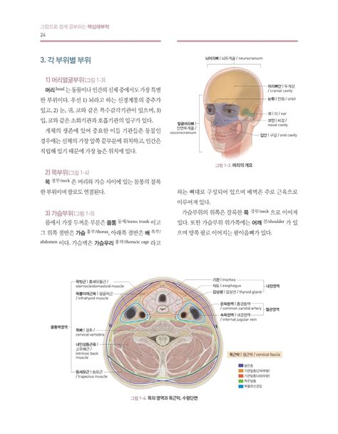 알라딘 미리보기 그림으로 쉽게 공부하는 핵심해부학