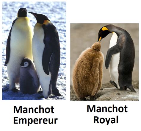 Manchot Royal ou Manchot Empereur JeRetiens Trucs mnémotechniques moyens et méthodes