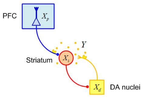 Circuit Diagram Of The Frontostriatal System The Frontostriatal