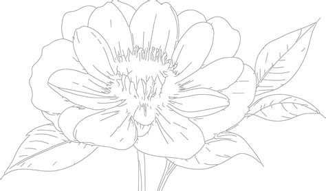 Premium Vector How To Draw A Flower Step By Step