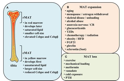 Figure 1 From The Unique Metabolic Characteristics Of Bone Marrow