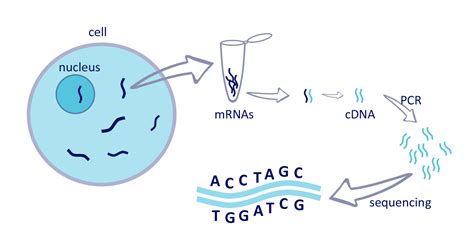 Increasing Sequencing Accuracy With Unique Molecular Identifiers