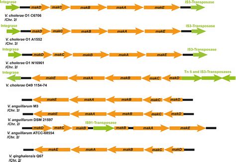 Presence Of The Mak Gene Cluster In Different Vibrionaceae Strains