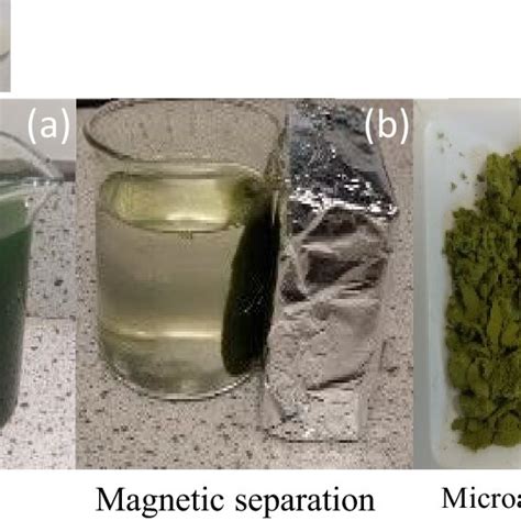 Illustration Of The Htl Of Magnetically Separated Microalgae To Produce