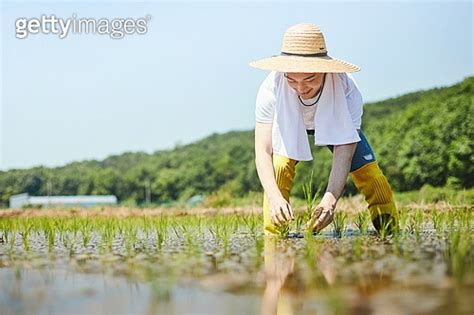 귀농 시골풍경 교외전경 농업 농업활동 농부 농촌직업 농업 주제 모내기 모내기 농업 논 이미지