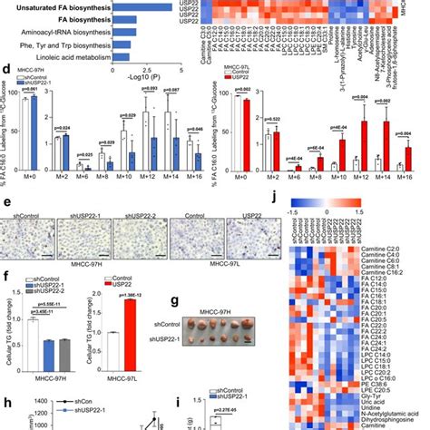 Usp22 Promotes Lipid Accumulation And Tumorigenesis In Hcc Cells A Venn