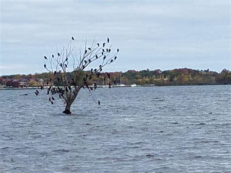 My Favorite Tree Rearthporn