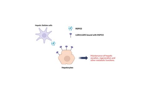 How Hepatocytes Dance To The Yin And Yang Of Hepatic Stellate Cells