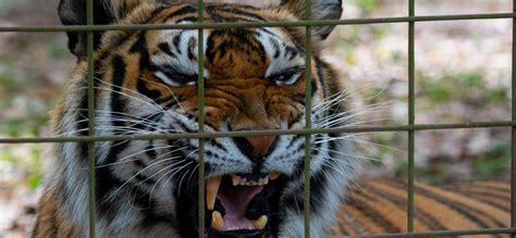 Joe Exotic Says Netflix Series Tiger King Ruined His Life