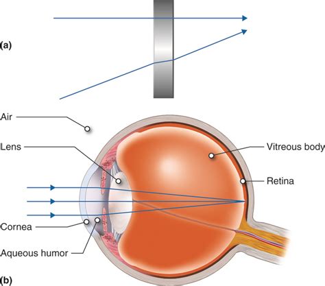 Special Senses: Vision | Anatomy and Physiology I