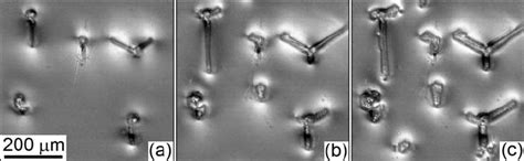 Evolution Of Domain Structure During Polarization Reversal In Cln With
