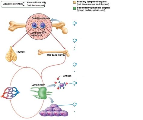 Adaptive Defense Maturation Diagram Quizlet