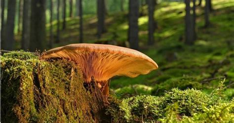 2025年3星座事業如魚得水、情場收穫甜蜜！ 第一名強勢回歸翻身絕佳時機 Ctwant Line Today