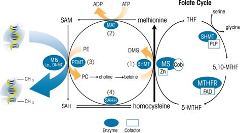 Schematic Of The Methionine Homocysteine Cycle In The Liver Methionine Download Scientific