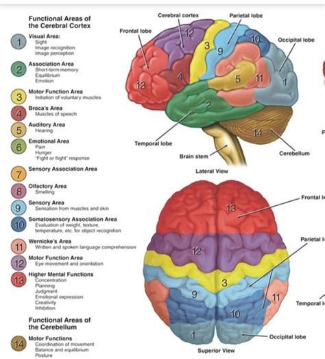 Neuroanatomy The Basics Artofit