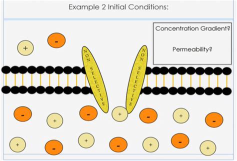 Concentration Gradient Example