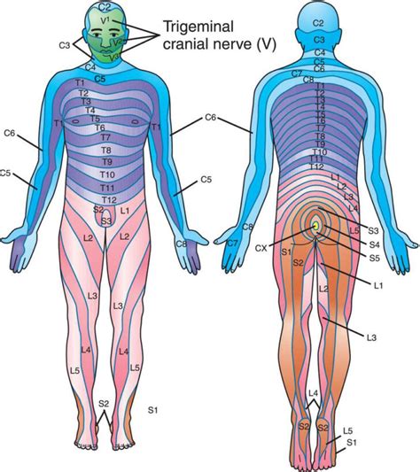 Full Size Picture Dermatome Dermatome Map