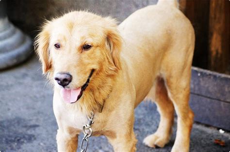 「認養推」高雄愛狗人協會送養黃金獵犬、拉拉、哈士奇、大丹、狼犬、西高地、科基、等，請給他們一個機會～謝謝您～2012 Flickr