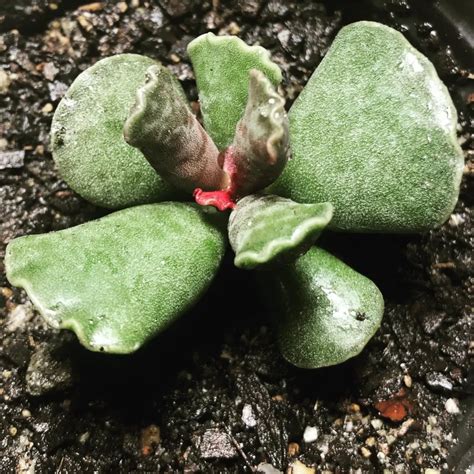 How To Grow Plover Eggs Expert Tips