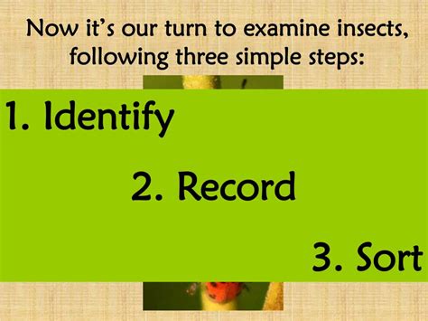 PPT Exploring Insect Life PowerPoint Presentation Free Download ID