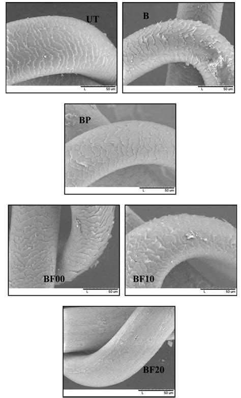 representative sem micrographs for ut and b hairs and