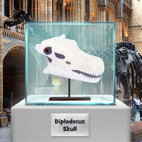 Diplodocus Skull Giant Microbes Canada