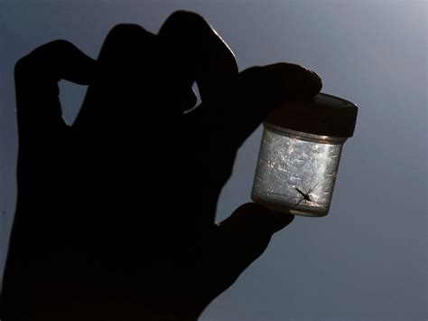 Detectan casos casos de malaria en Florida y Texas los primeros en décadas en EU