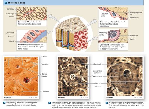 Labeled Bone Tissue Tissue Biology Anatomy Coloring Book How To