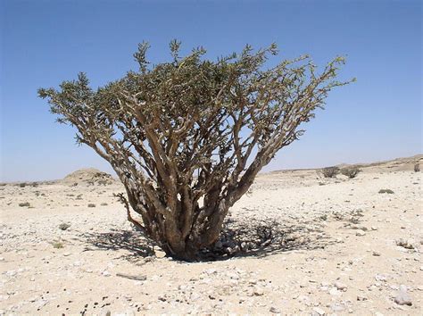 Boswellia For Arthritis, Plus Benefits and Side Effects