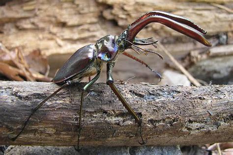 Chilean Stag Beetle Chiasognathus Grantii An Impressive Member Of