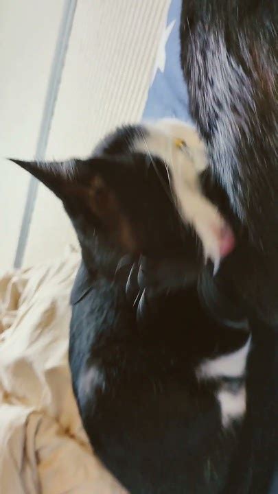 保護猫3兄妹𓃠夜勤前には添い寝してくれてました🩷今日はそのままお休み島すねw😻 Youtube