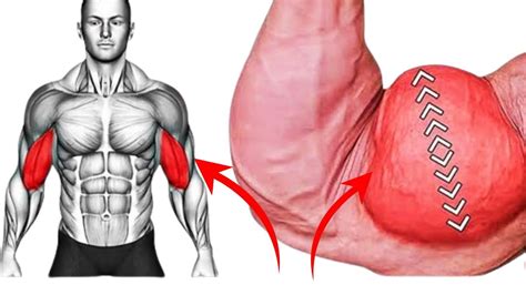 5 Best Biceps Workout For Wider Biceps Exercises At Gym YouTube