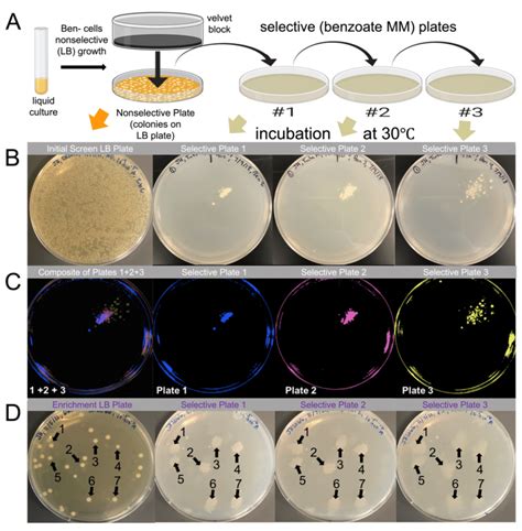 Replica Plating Assays To Detect Unselected Progenitor Cells Of Ben