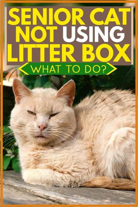 Senior Cat Not Using Litter Box What To Do Litter Boxes Magazine