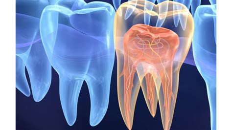 Dentes E órgãos Do Corpo