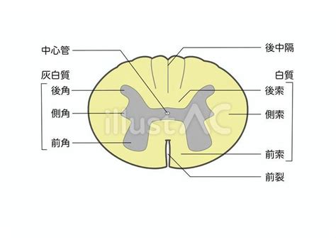 脊髄 横断面イラスト No 23555391｜無料イラスト・フリー素材なら「イラストac」